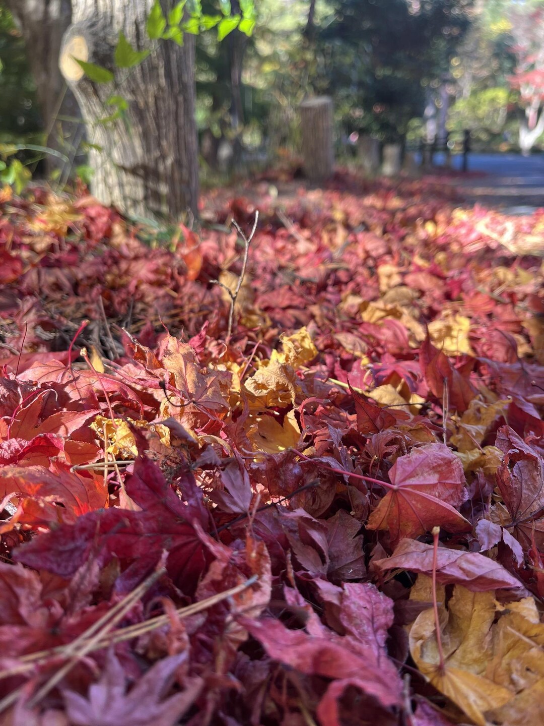遅れて訪れた錦秋を楽しむ🍁 / isaさんのモーメント | YAMAP / ヤマップ