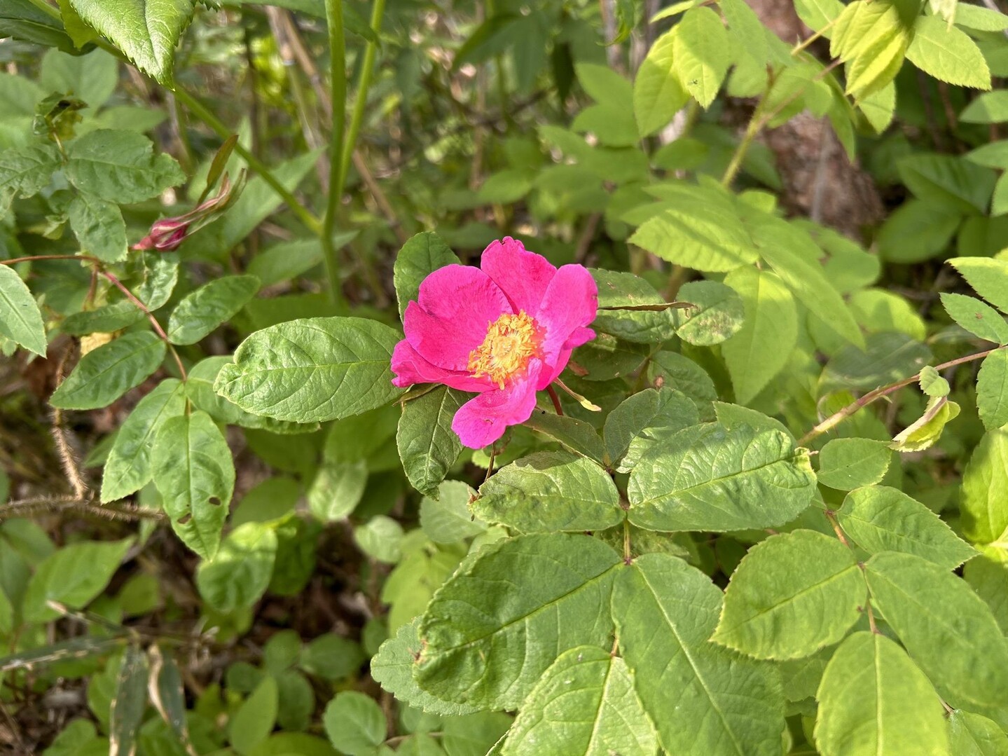 剣山・音江山・無名山・沖里河山 / ike.ike.ike-ponさんの音江山・沖里河山の活動データ | YAMAP / ヤマップ