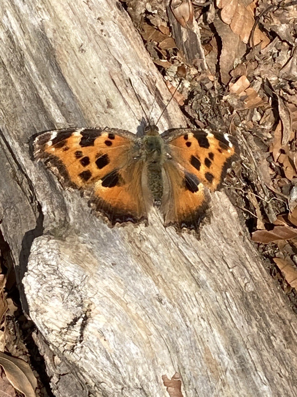 前大室・加入道山・畦ヶ丸《西丹沢VCから周回》 / もっちさんの大室山・畦ヶ丸山・菰釣山の活動データ | YAMAP / ヤマップ