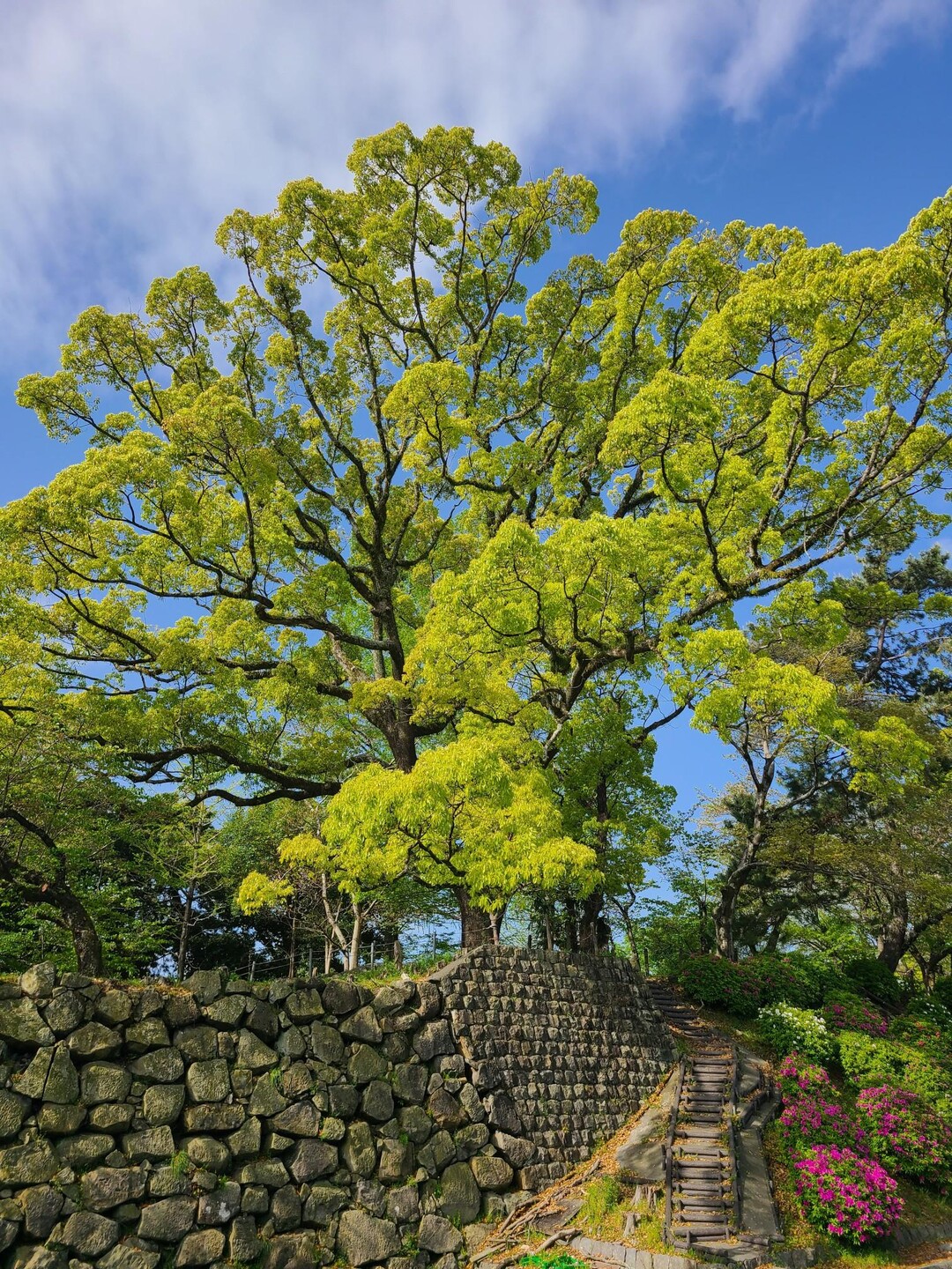 いつもココを通ると撮ってしまう木々たち ... / miaさんのモーメント | YAMAP / ヤマップ