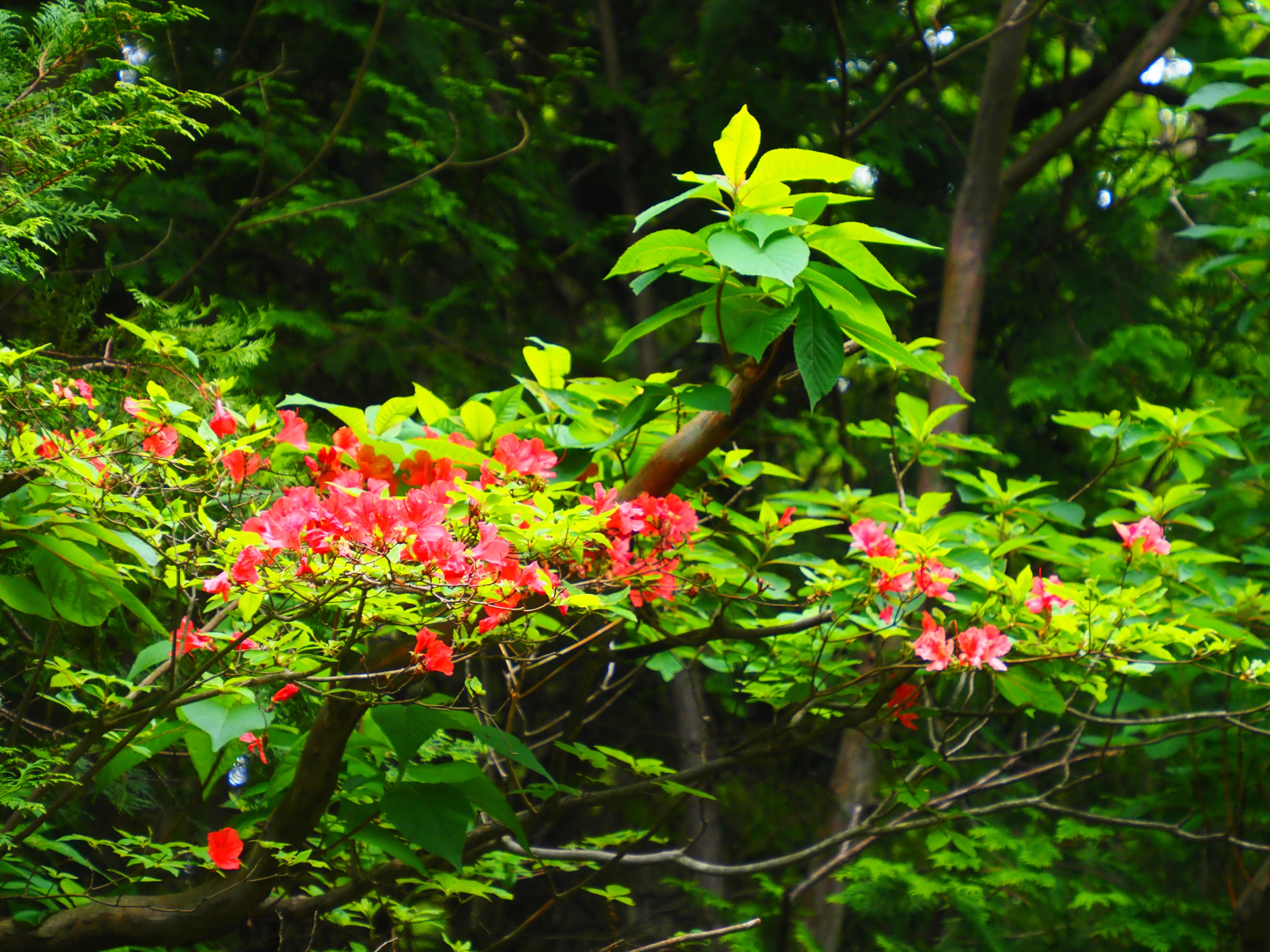関八州見晴台～ツツジ山 / t-phanさんの関八州見晴台の活動データ | YAMAP / ヤマップ