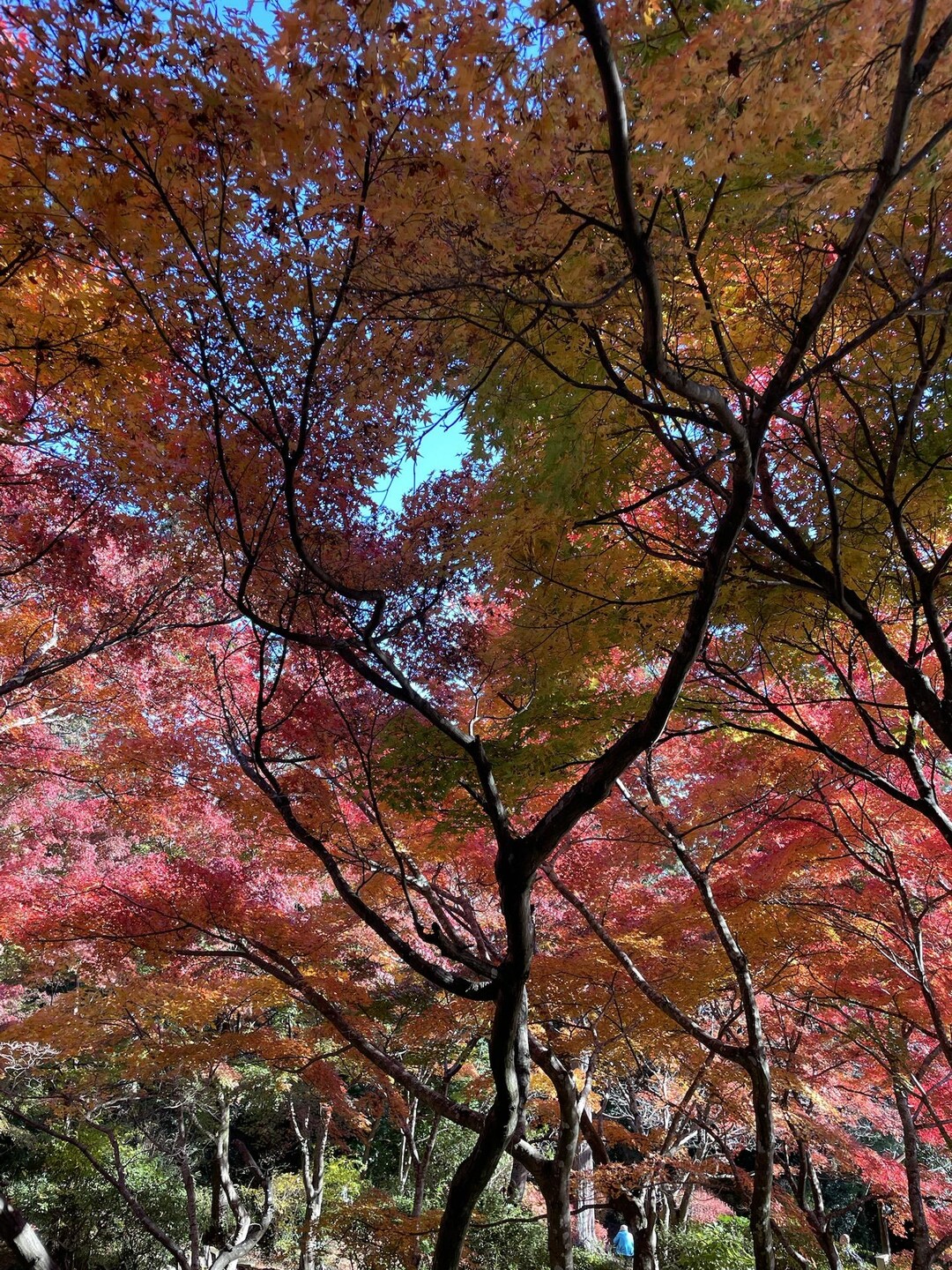 久々の筑波山（女体山）⛰️ / mamiさんの筑波山の活動データ | YAMAP / ヤマップ