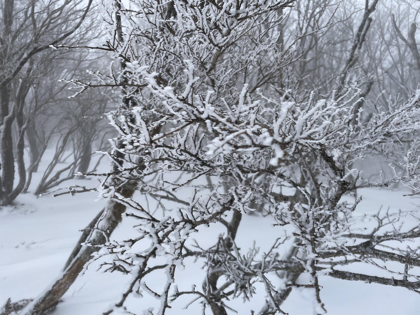 藤原岳最高地点 天狗岩 / JFBKさんの藤原岳・御池岳の活動データ | YAMAP / ヤマップ