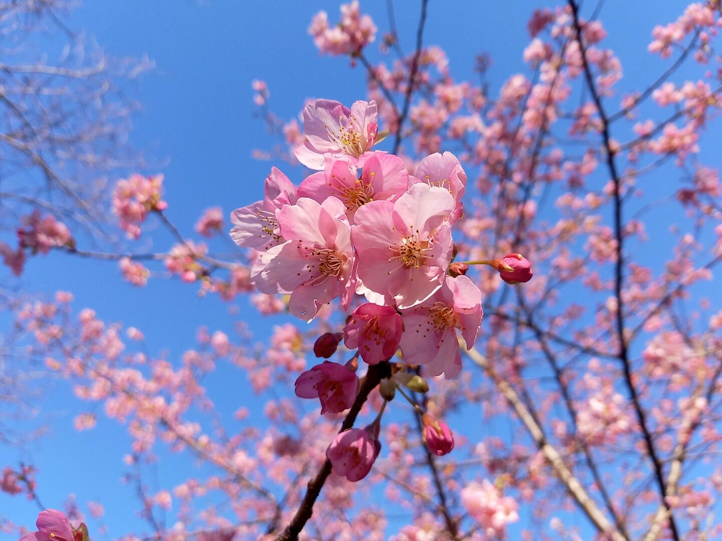 三舟山 前哨戦WIN🌟 / kyonさんの三舟山の活動日記 | YAMAP / ヤマップ