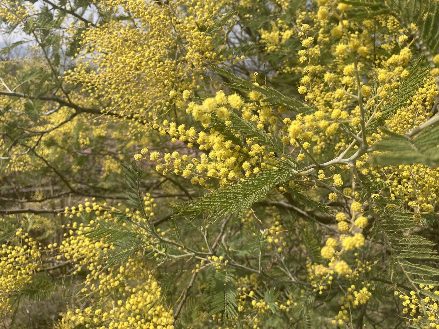 ご褒美の眺望を遮る花粉と黄砂とPM2.5... / fumiconさんのモーメント | YAMAP / ヤマップ