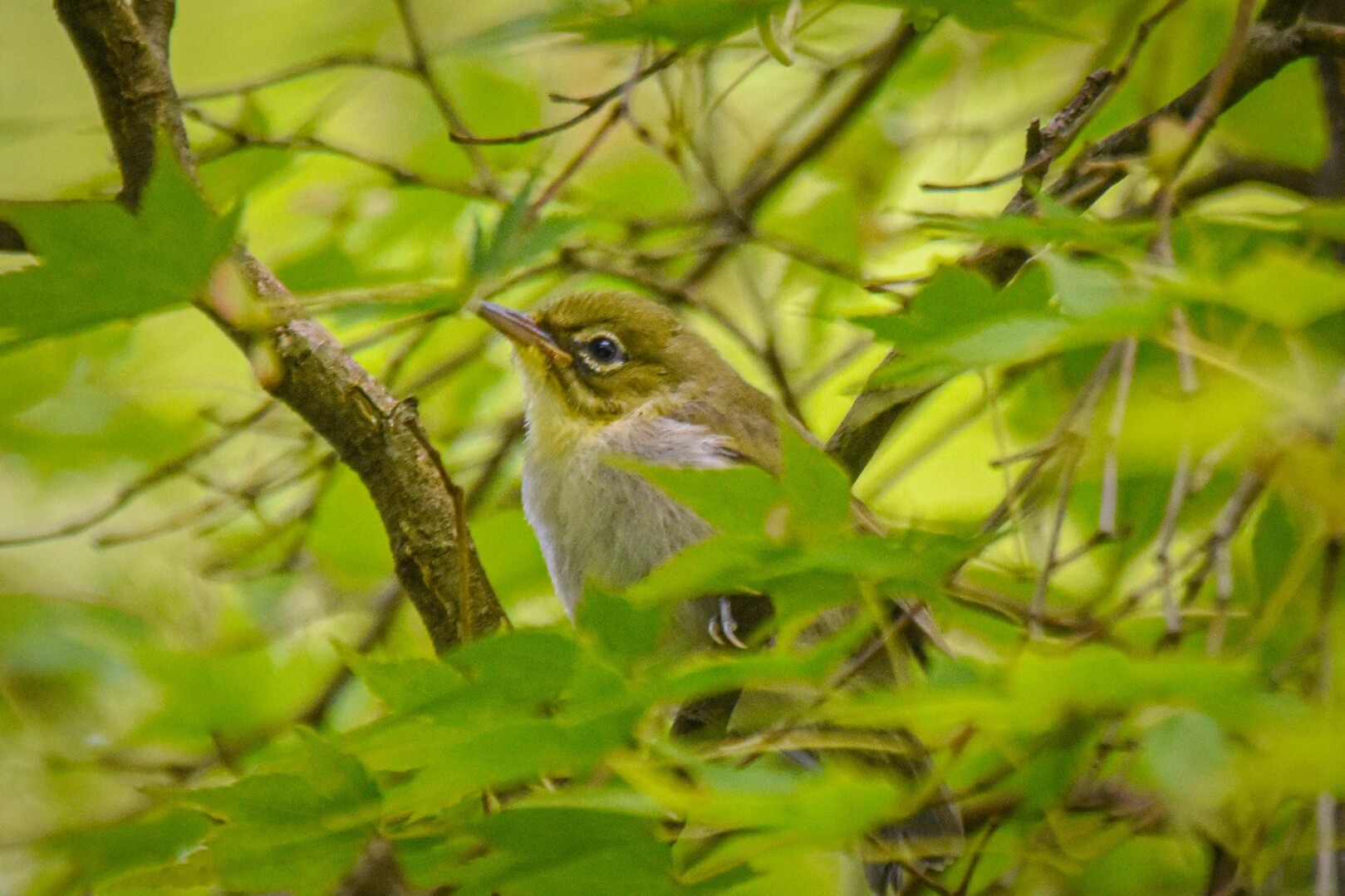 城山(鳥活10) / yasuさんの松倉山・原山の活動データ | YAMAP / ヤマップ