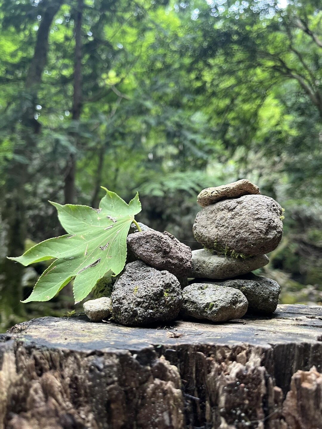 千条の滝 浅間山へ🐾 / hachacha-umemeさんの箱根山・神山の活動データ | YAMAP / ヤマップ