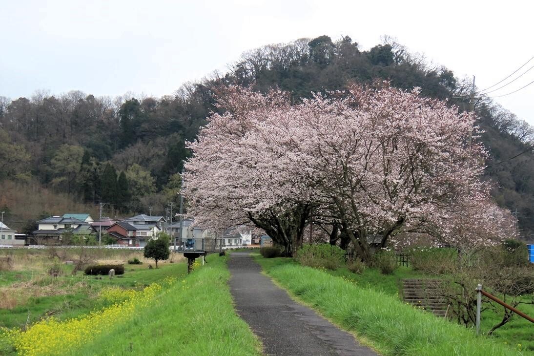 鳥取花見＆史跡巡りその2 因幡万葉歴史館～因幡国庁跡＆因幡三山に挟まれたエリア / Denaliさんの鳥取市の活動データ | YAMAP / ヤマップ