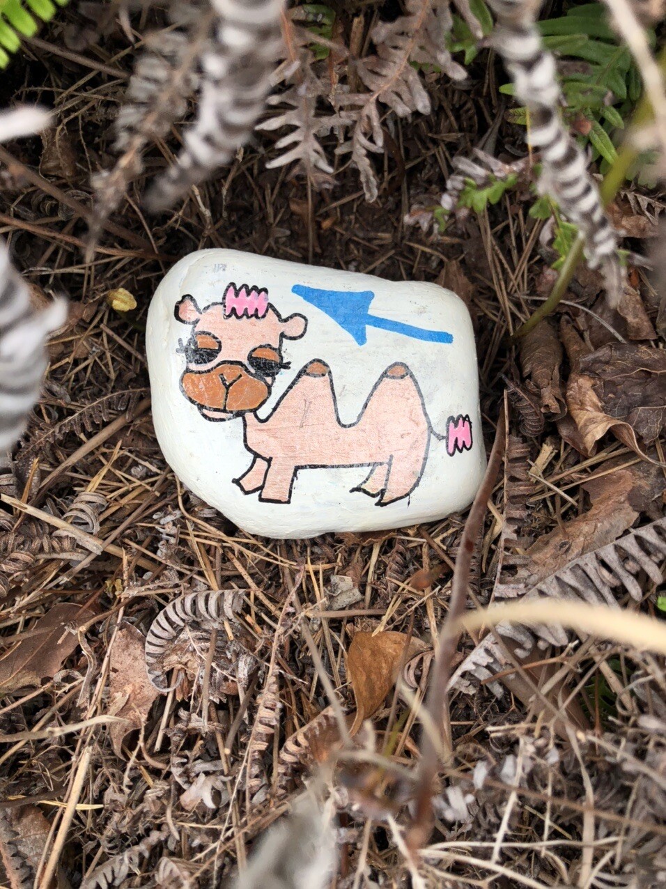 高御位山🐫ラクダトレラン 長尾奥山・高御位山・小高御位山・北山奥山・大平山・地徳山・鷹ノ巣山 / Andrewさんの高御位山・播磨アルプスの活動日記 | YAMAP / ヤマップ