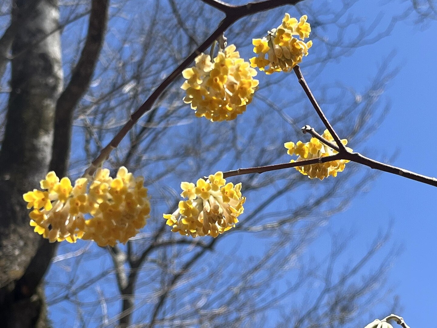 権現山・ミツバ岳-2024-03-30 / Ma-buさんの三国山・大洞山・不老山の活動データ | YAMAP / ヤマップ
