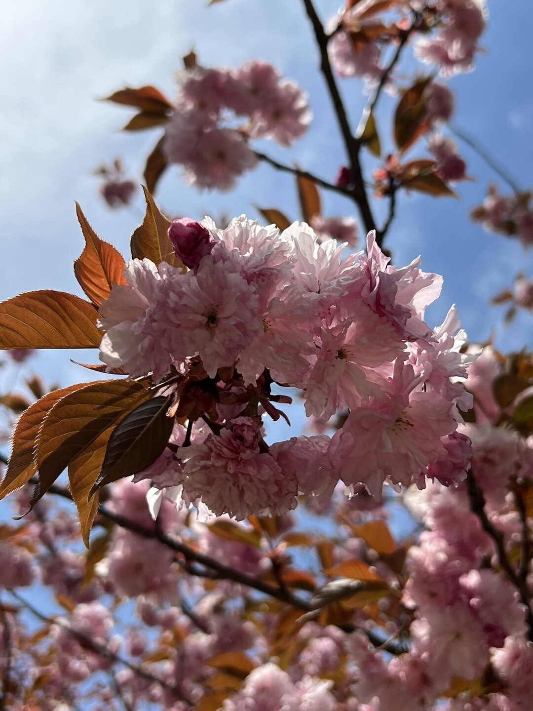 29日は東北最大の音楽ロックフェスに行っ... / tontonさんのモーメント | YAMAP / ヤマップ