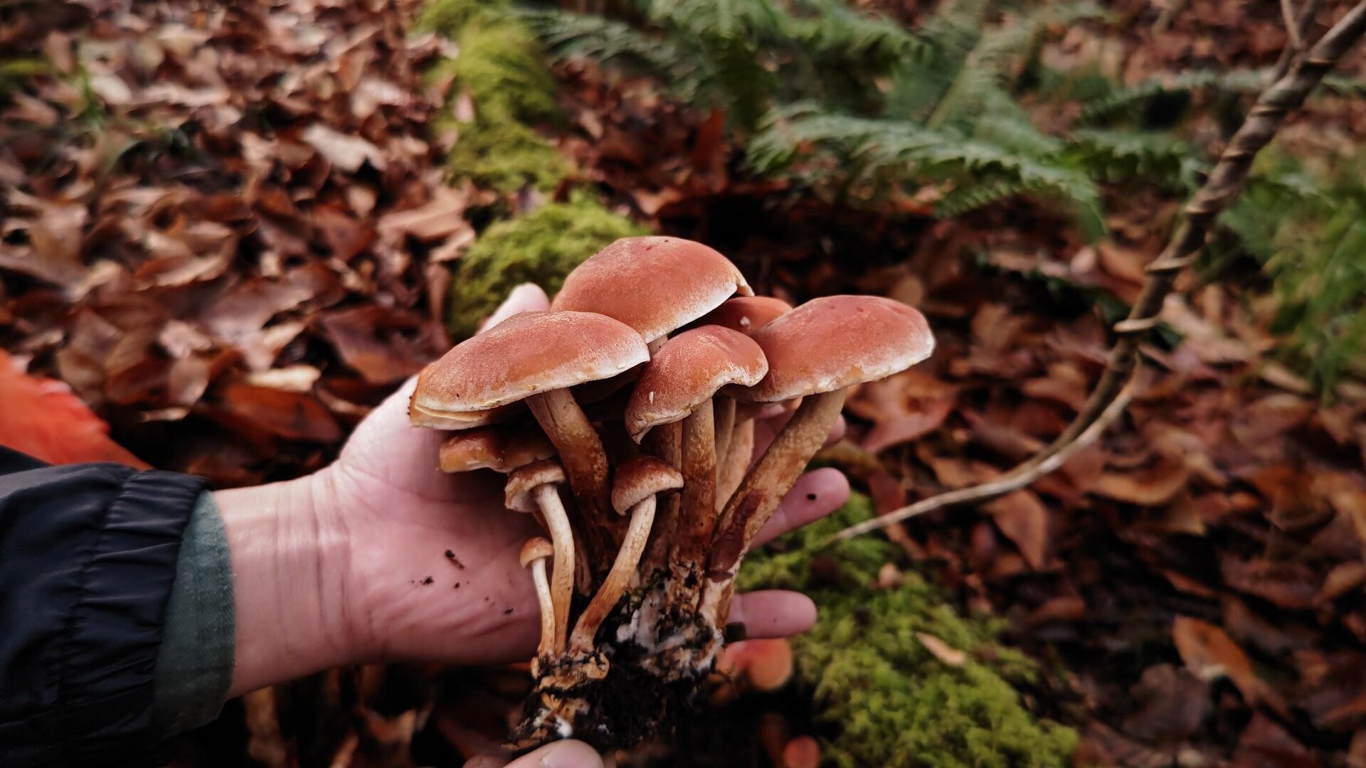 今日は、キノコ仲間のケンちゃんとキノコ狩... / HIROさんのモーメント | YAMAP / ヤマップ