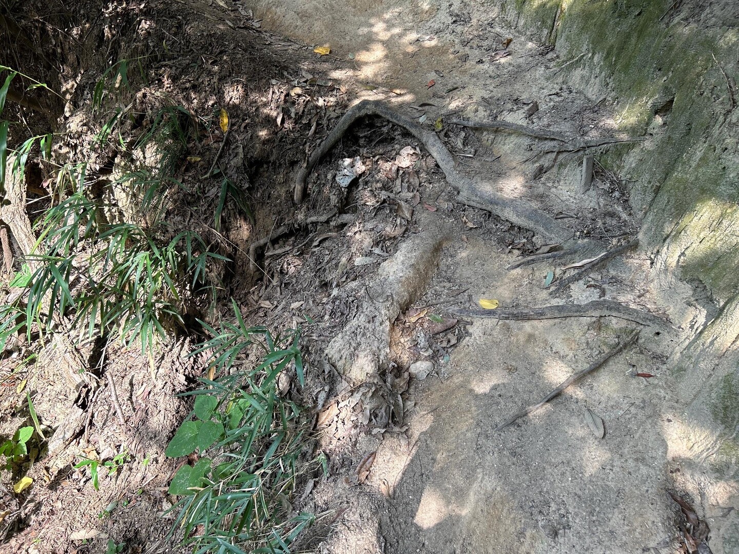 STSさんの投稿したフィールドメモ | YAMAP / ヤマップ