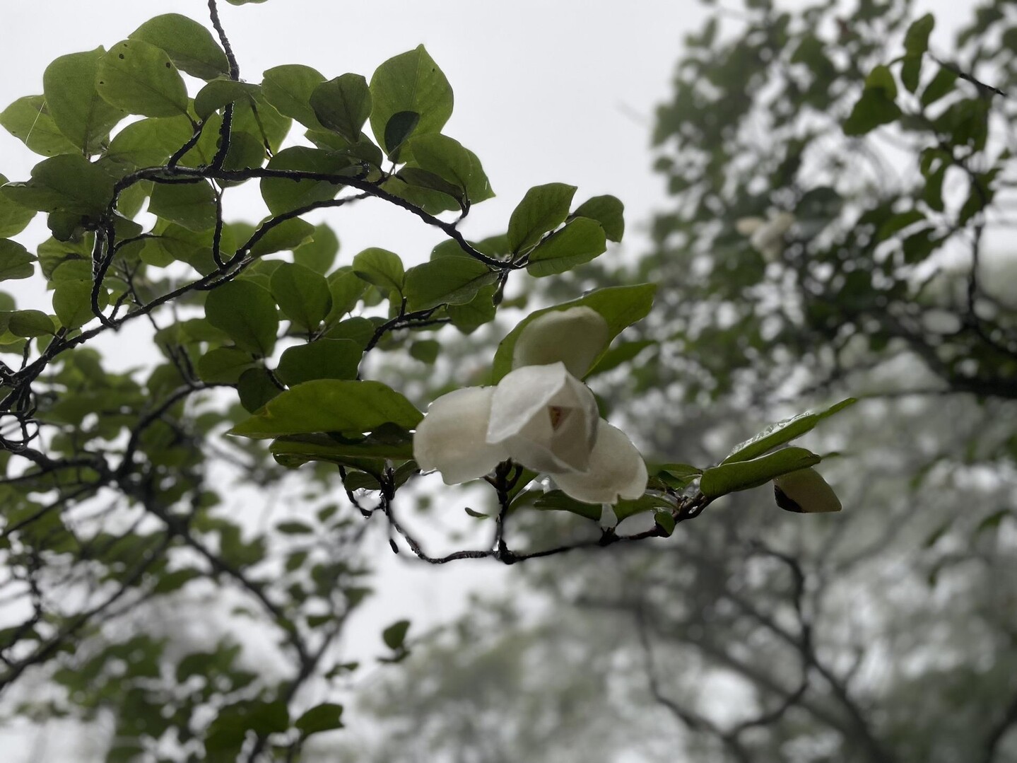 祖母山 / 松_ni_川さんの祖母山の活動日記 | YAMAP / ヤマップ
