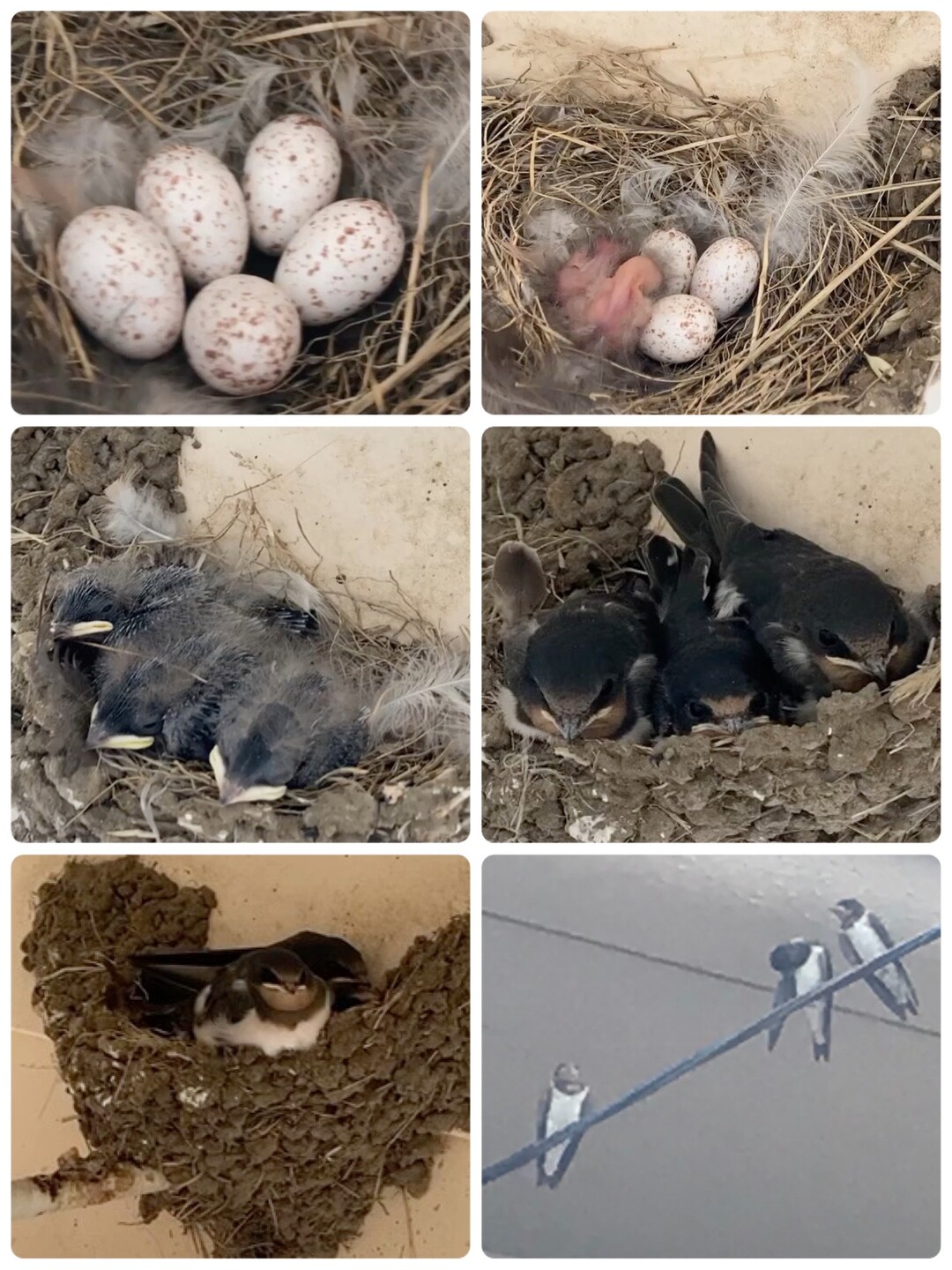 今年2回目の産卵は卵5個🥚、残念ながら... / wirryさんのモーメント | YAMAP / ヤマップ