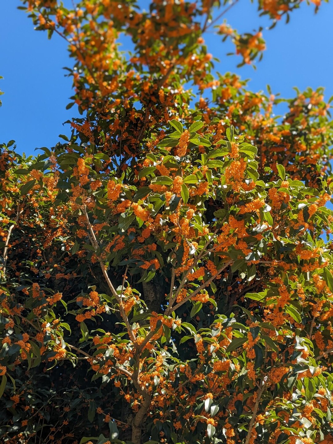消えた1座の謎 原田山 / rie.tさんの四王寺山・大城山・大原山の活動データ | YAMAP / ヤマップ