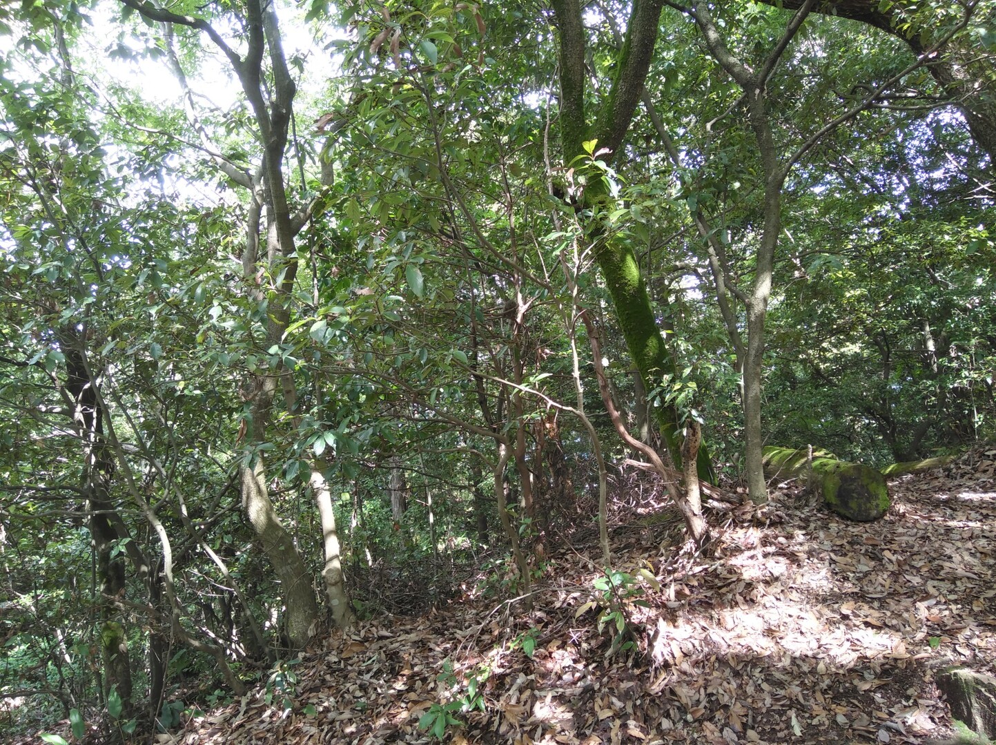 金華山 / nobu2🦩さんの金華山・洞山・舟伏山の活動データ | YAMAP / ヤマップ