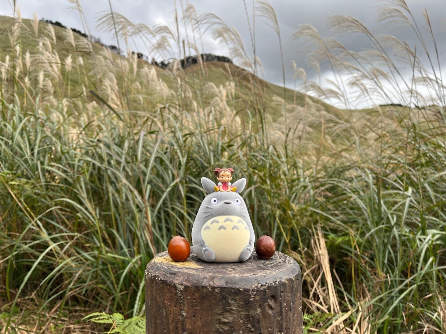 (念願の曽爾高原🌀🍃)亀山・二本ボソ・倶留尊山 / KSさんの倶留尊山・曽爾高原・古光山の活動データ | YAMAP / ヤマップ