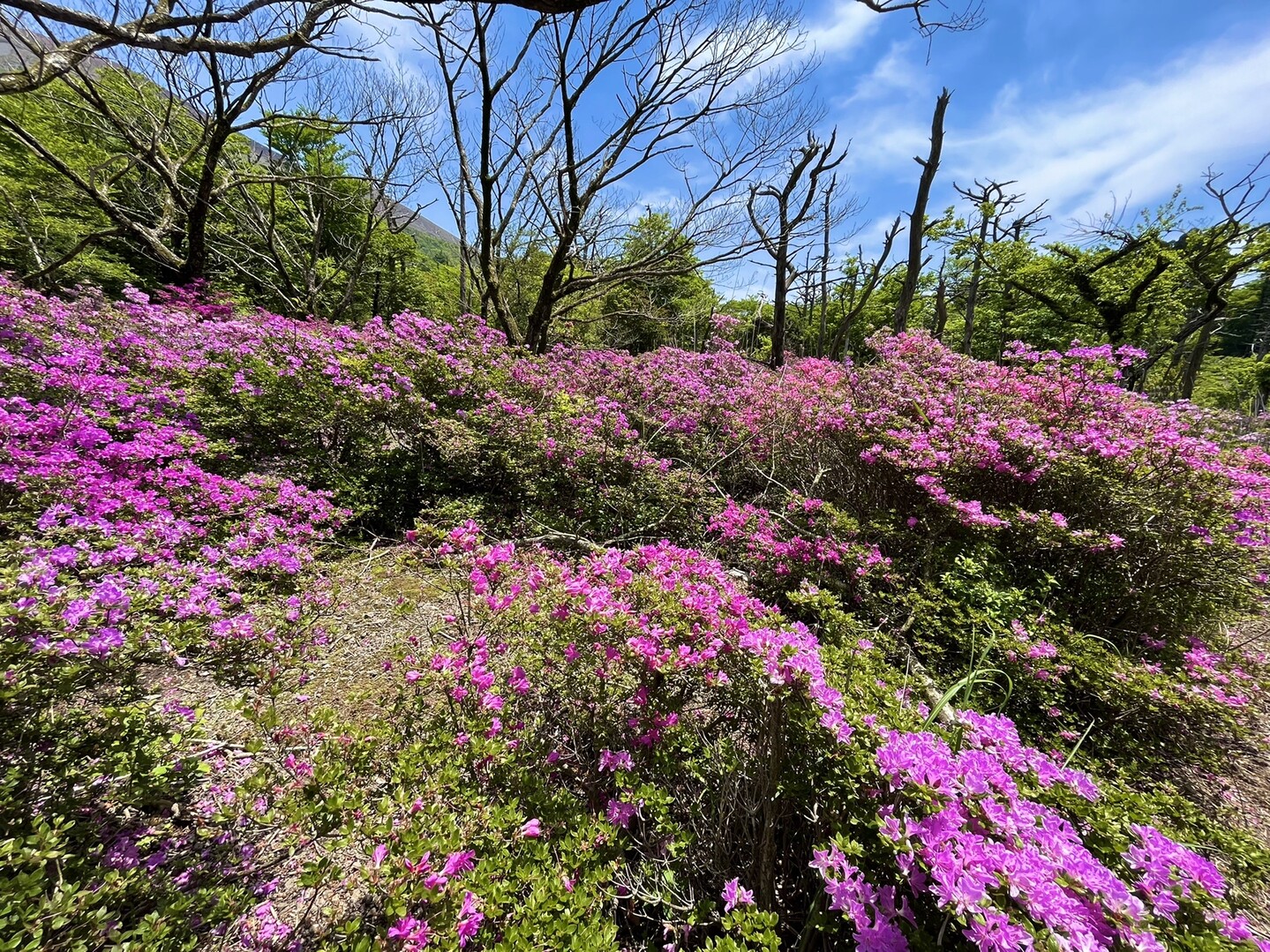 霧島、鹿ノ原、矢岳の深山霧島、山ツツジ！... / u.mountさんのモーメント | YAMAP / ヤマップ