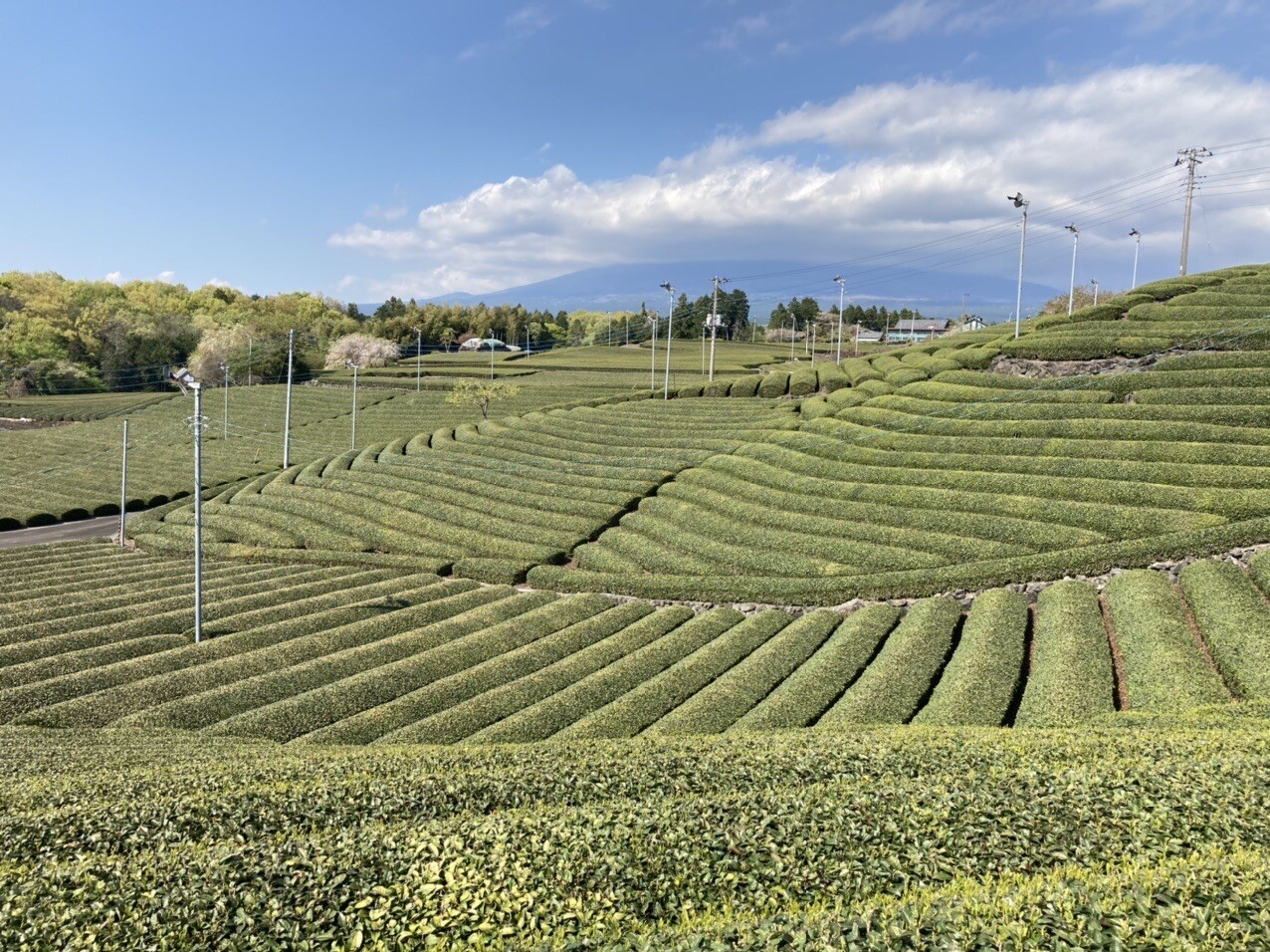 天間の茶畑 時間ができたんでとなり町ラ... / t. katoさんのモーメント | YAMAP / ヤマップ