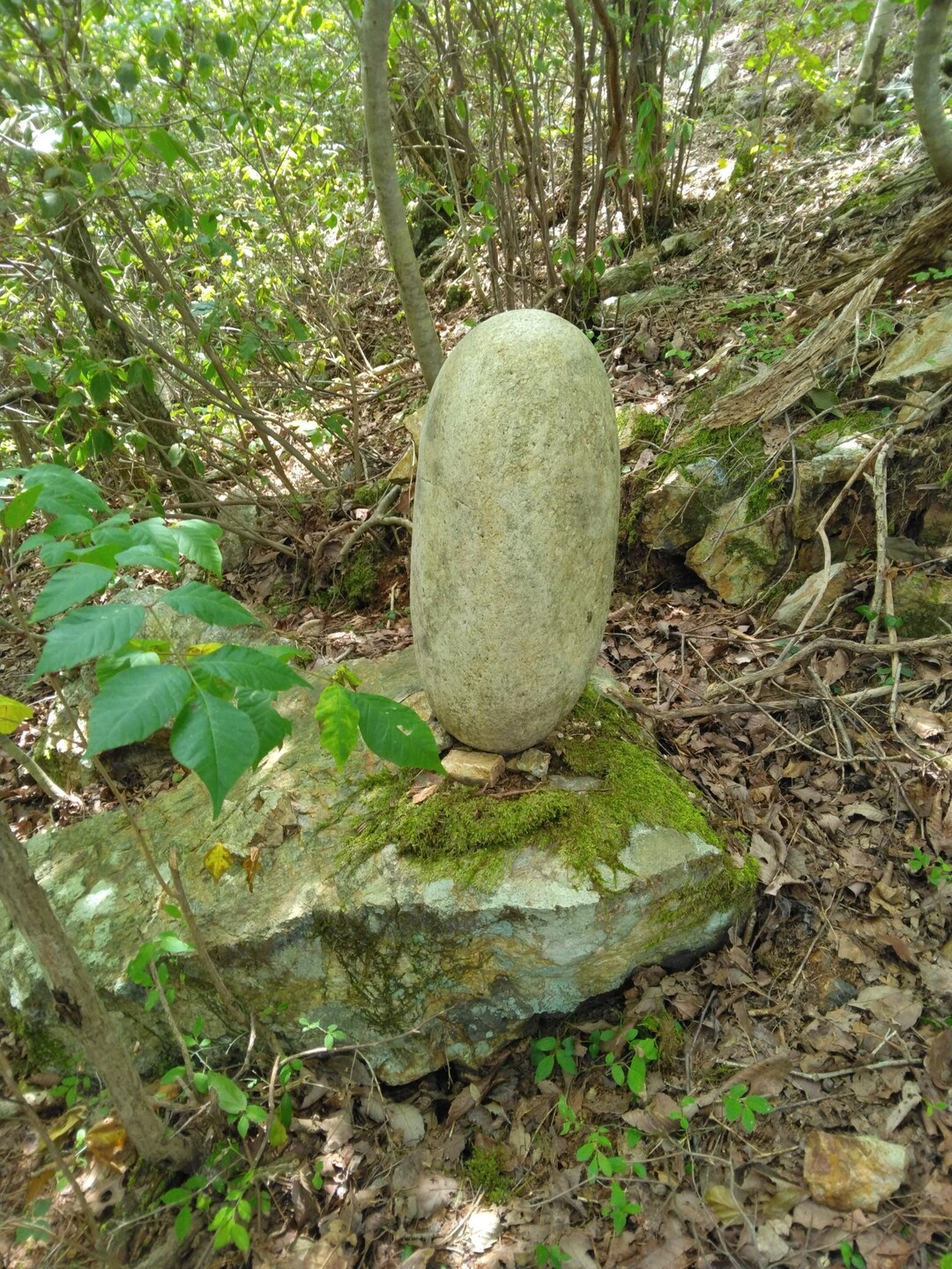 金比羅山・明王山・迫間山 / Kakkoさんの各務原アルプス（関南アルプス）・八木三山の活動データ | YAMAP / ヤマップ