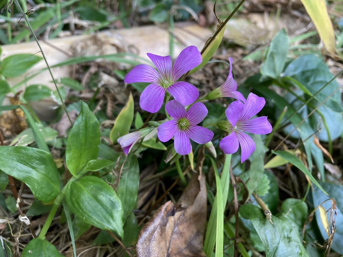 植物記録2 / Suyamaさんのモーメント | YAMAP / ヤマップ