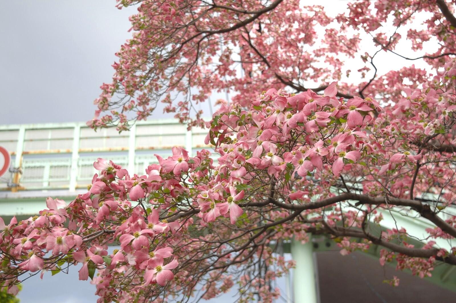 ウォーキング-2023-04-16 小平市～国分寺市 / nasshiiさんのウォーキングの活動データ | YAMAP / ヤマップ