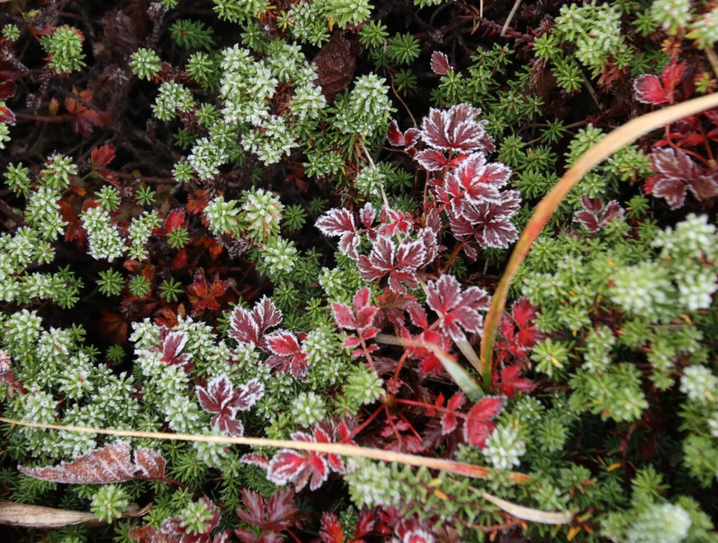 薬師岳あたりの山歩 / toshiさんの水晶岳・薬師岳・黒部五郎岳・鷲羽岳・三俣蓮華岳・湯俣の活動データ | YAMAP / ヤマップ