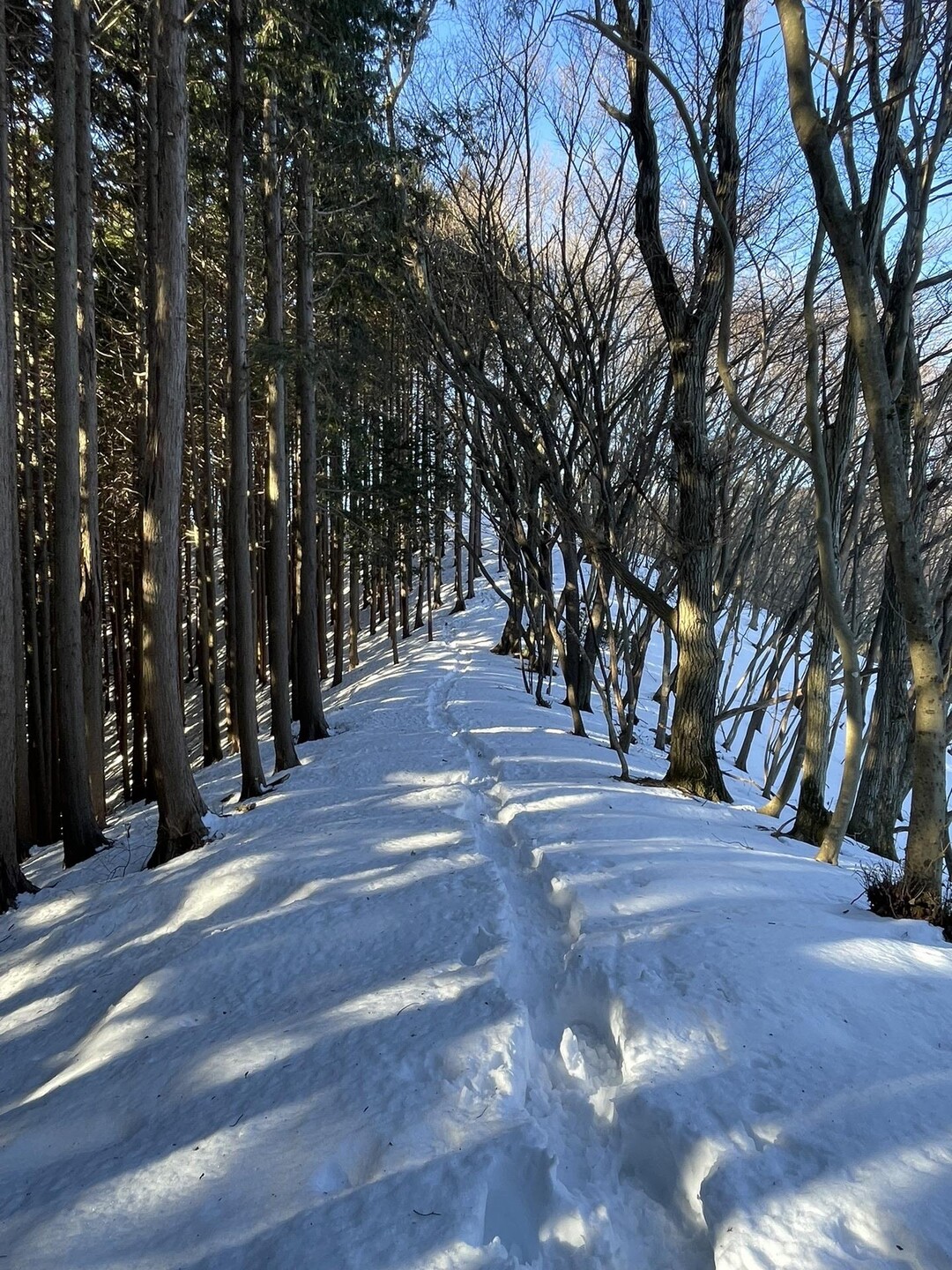 雪たっぷり飯能アルプス🥾⛄️ / SAKIさんの武甲山・伊豆ヶ岳・小持山の活動データ | YAMAP / ヤマップ