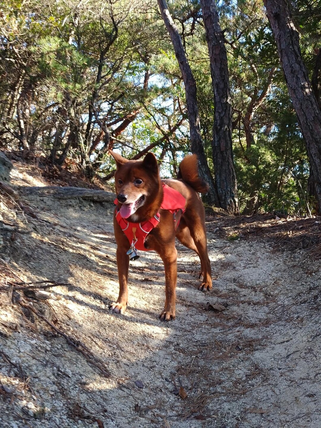 岩巣山周遊 駐車場から岩屋堂 / あみさんのウォーキングの活動データ | YAMAP / ヤマップ