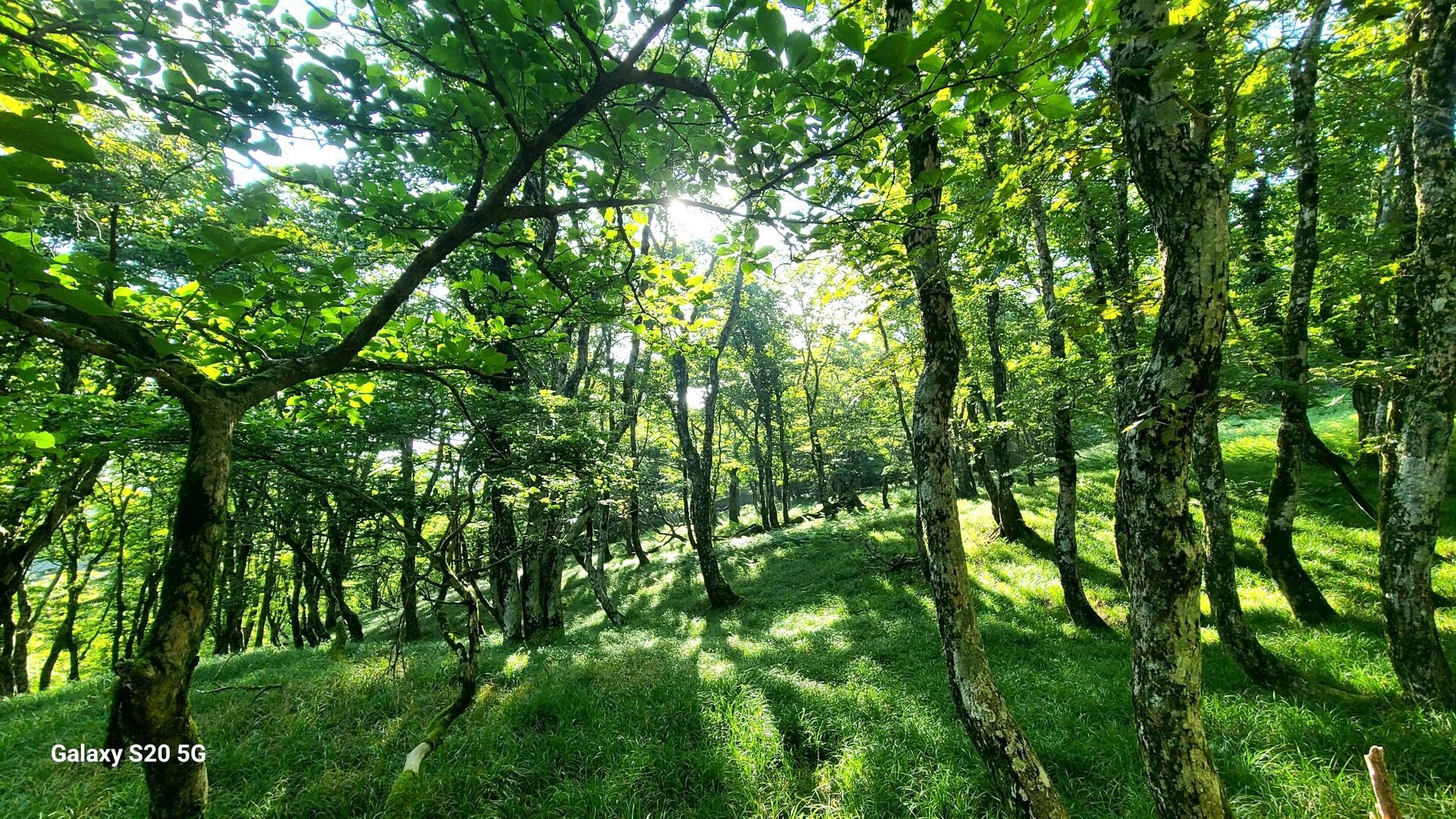 鈴北岳・御池岳 / tmmさんの天狗堂の活動データ | YAMAP / ヤマップ