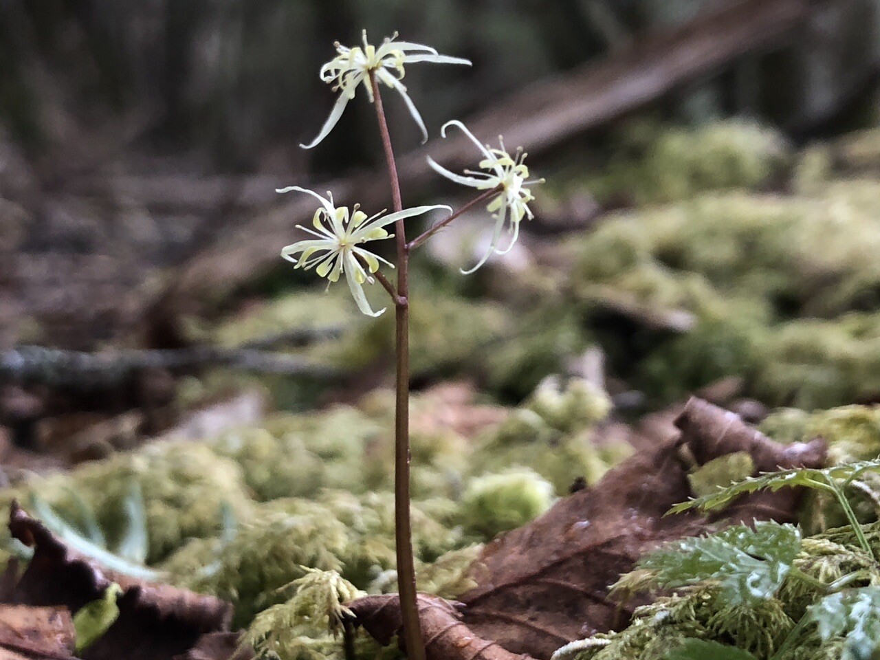 裸山・櫛形山(バリエーションルート) / Co-CHeさんの櫛形山・裸山・唐松岳の活動データ | YAMAP / ヤマップ