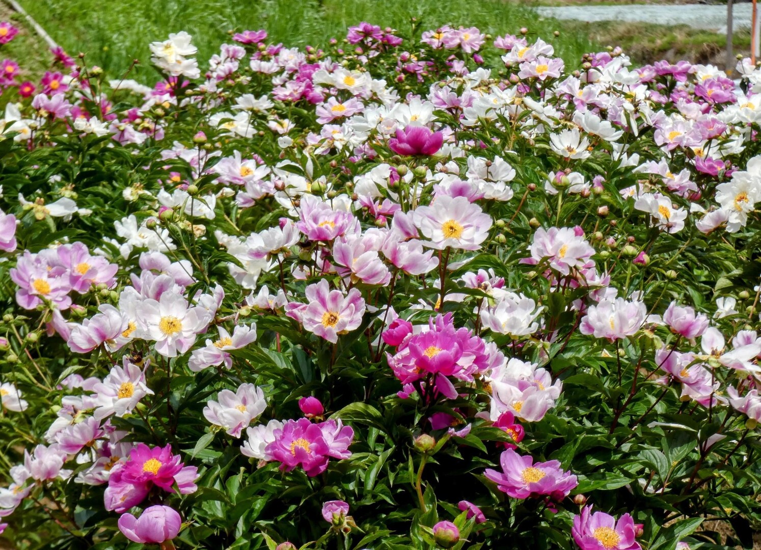 兎山・鹿田山・御嶽山・弥右衛門山・富士山-2023-05-06 / G-DRAGONさんの鹿田山の活動データ | YAMAP / ヤマップ