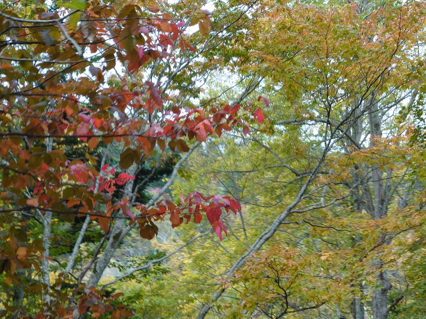 長官山・瀞台（馬追山） / makyさんの馬追丘陵・長官山・瀞台（馬追山）の活動データ | YAMAP / ヤマップ