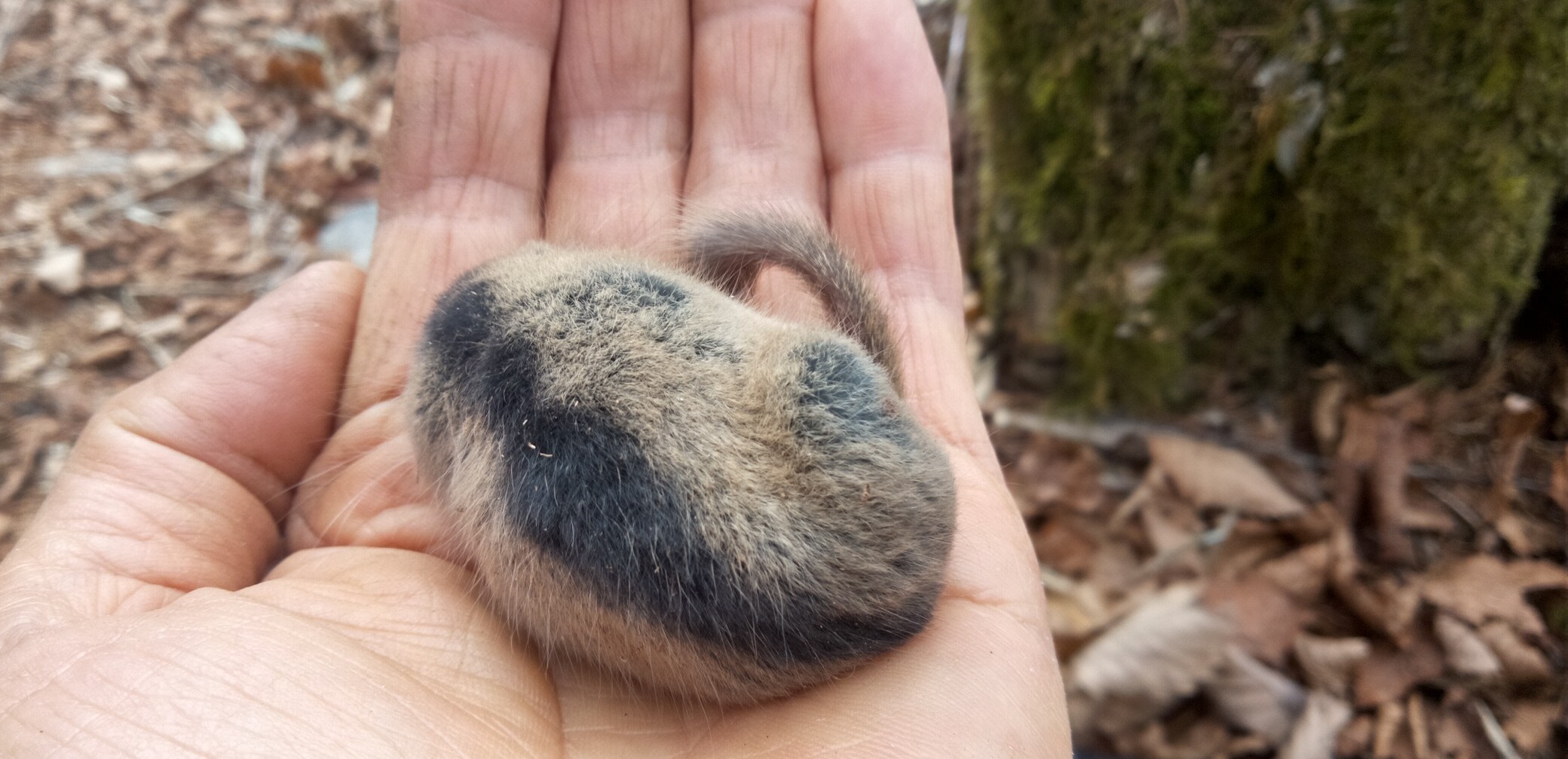 hiroのページ | YAMAP / ヤマップ