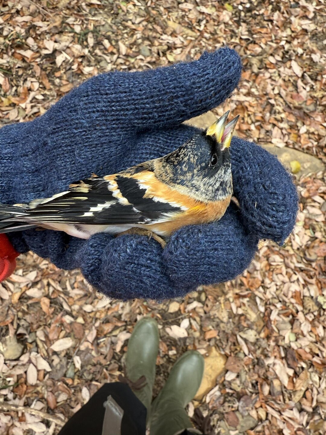 長靴おじさん野山を駆けぬ🚶‍♂️午後の部 / 216闘琉牙丈さんの羽山の活動データ | YAMAP / ヤマップ