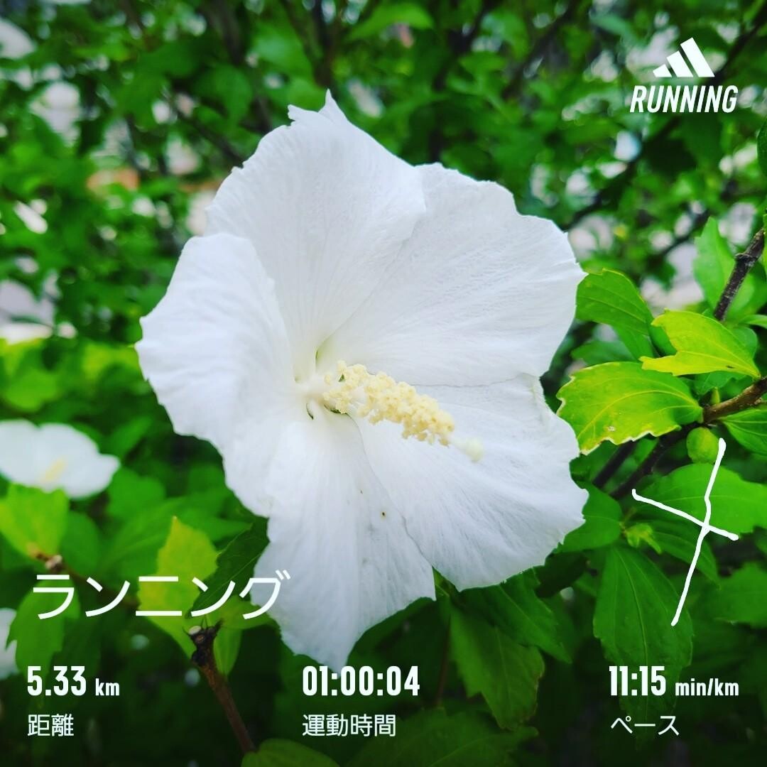 ムクゲ 知ると、キョウチクトウと一緒に、... / NOMさんのモーメント | YAMAP / ヤマップ