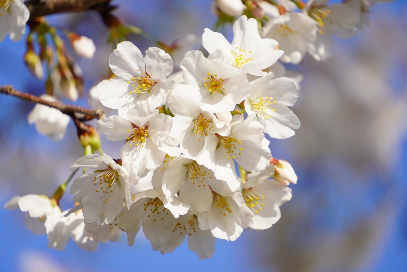 福岡県糸島市瑞梅寺川の桜🌸が満開です ... / N．Mさんのモーメント | YAMAP / ヤマップ