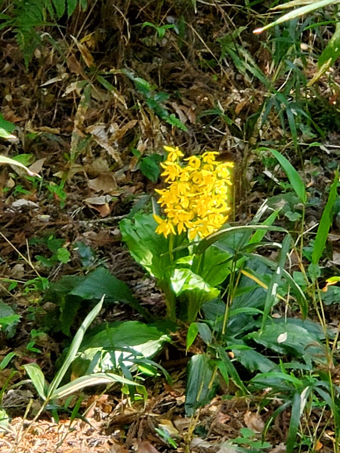 大山 / haruruさんの関の山の活動データ | YAMAP / ヤマップ