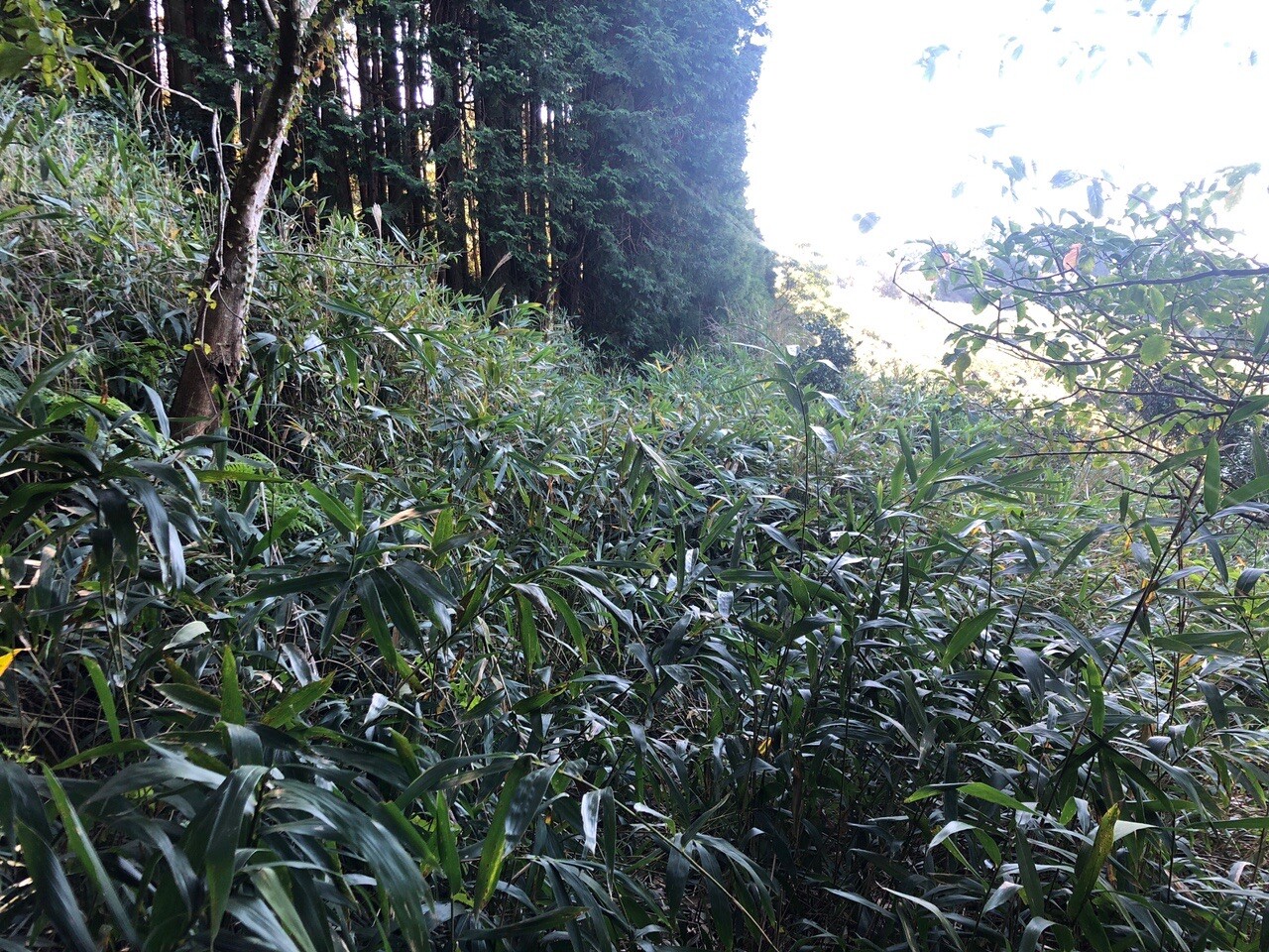 JUNさんの投稿したフィールドメモ | YAMAP / ヤマップ