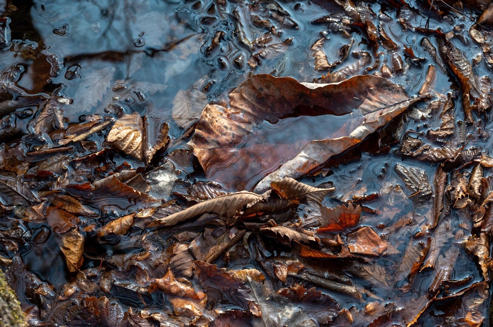 20221112_室蘭岳 / えび天ロールさんの鷲別岳（室蘭岳）・カムイヌプリの活動データ | YAMAP / ヤマップ