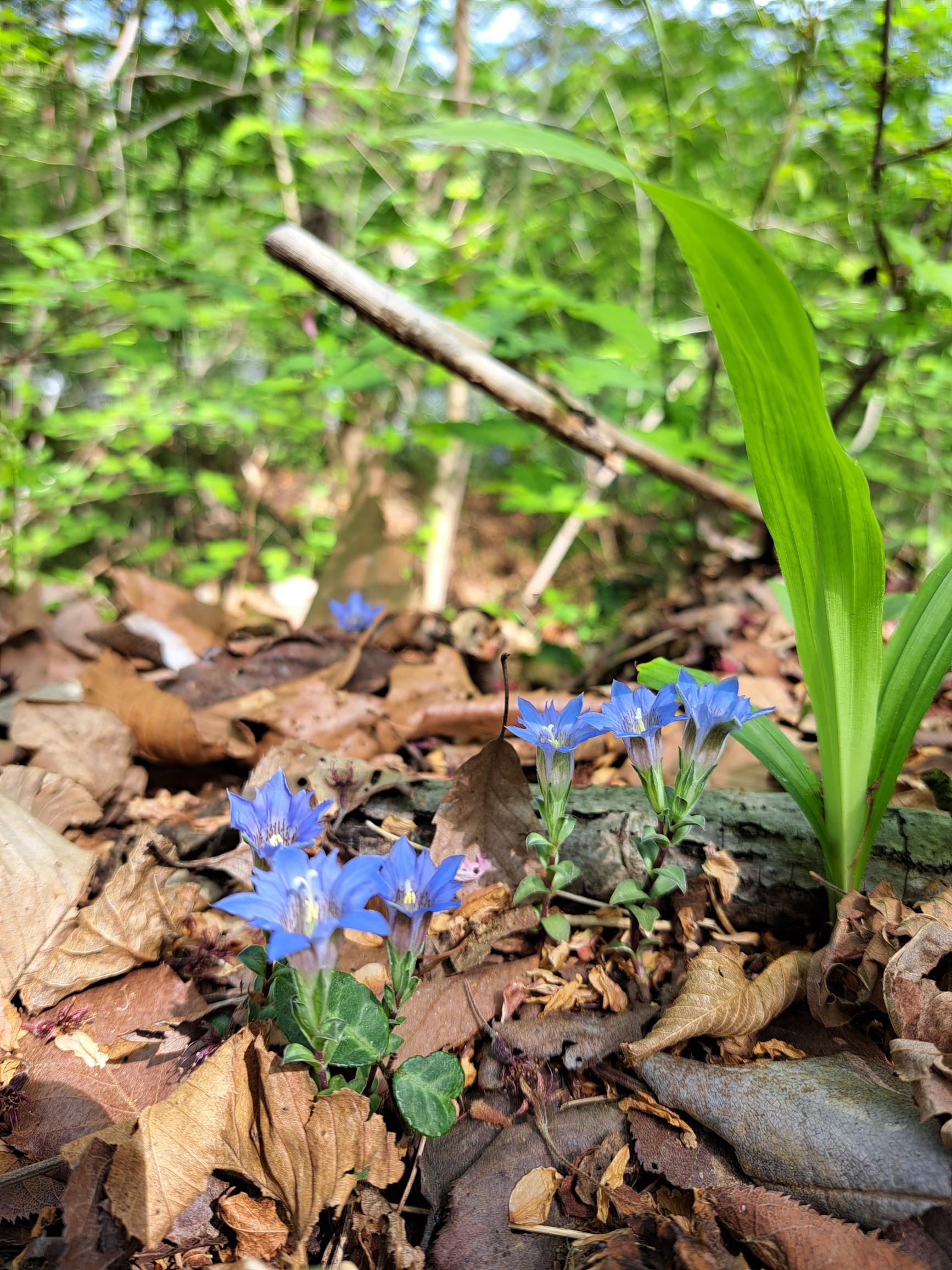 群馬十二ヶ岳山麓でフデリンドウとカタクリ... / M-Reiさんのモーメント | YAMAP / ヤマップ
