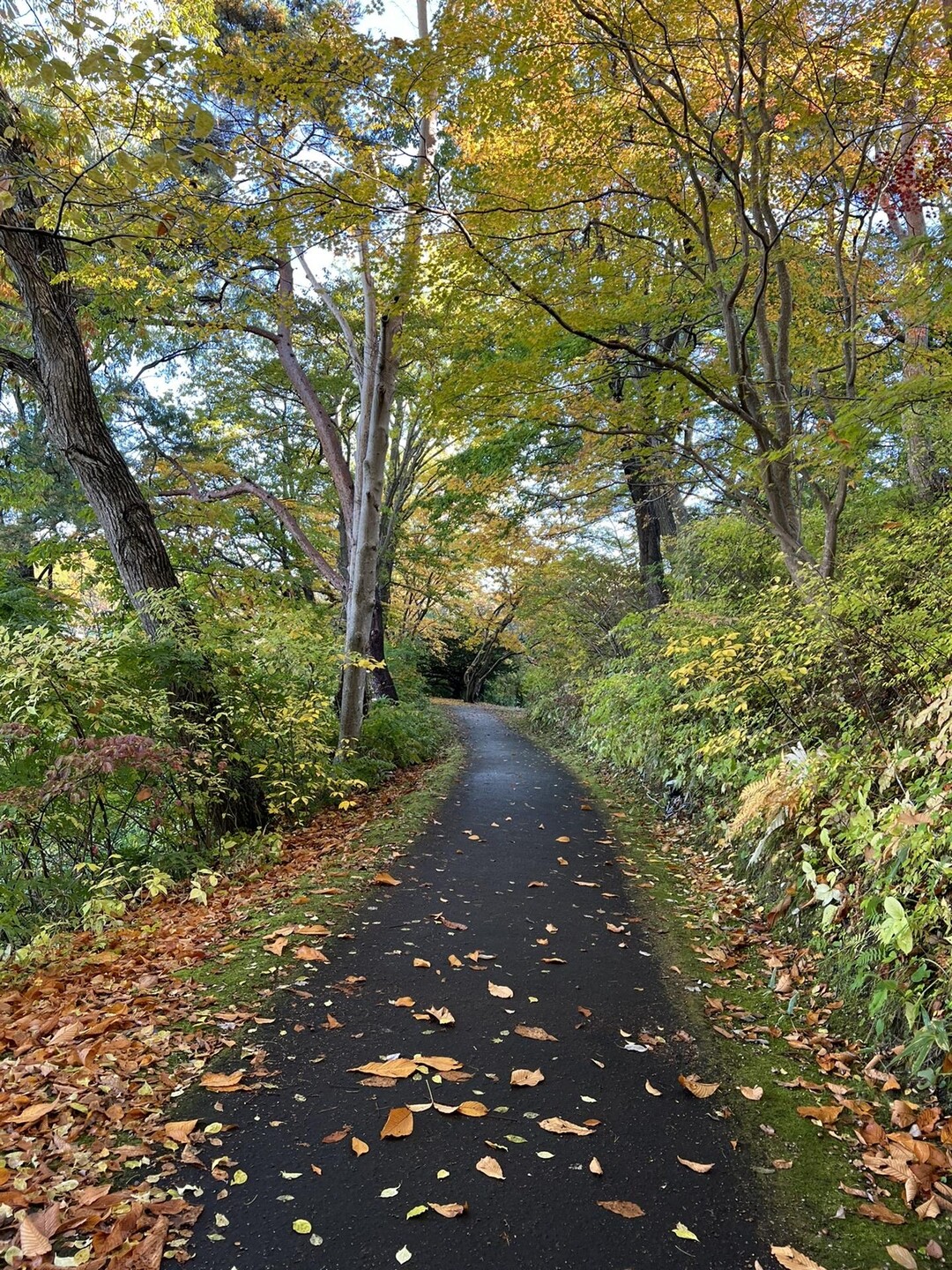 今週も香雪園へGO🍂 先週より、紅... / スモさんのモーメント | YAMAP / ヤマップ