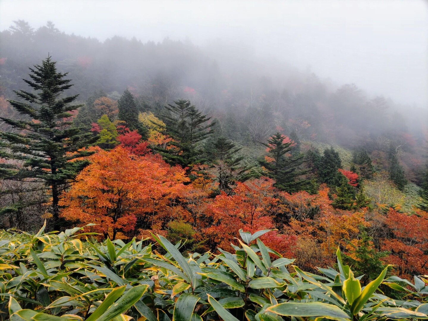 恵那山縦走 せいなの森Camp 秋 のフリー切符で / yuriさんの恵那山・大判山・神坂山の活動データ | YAMAP / ヤマップ