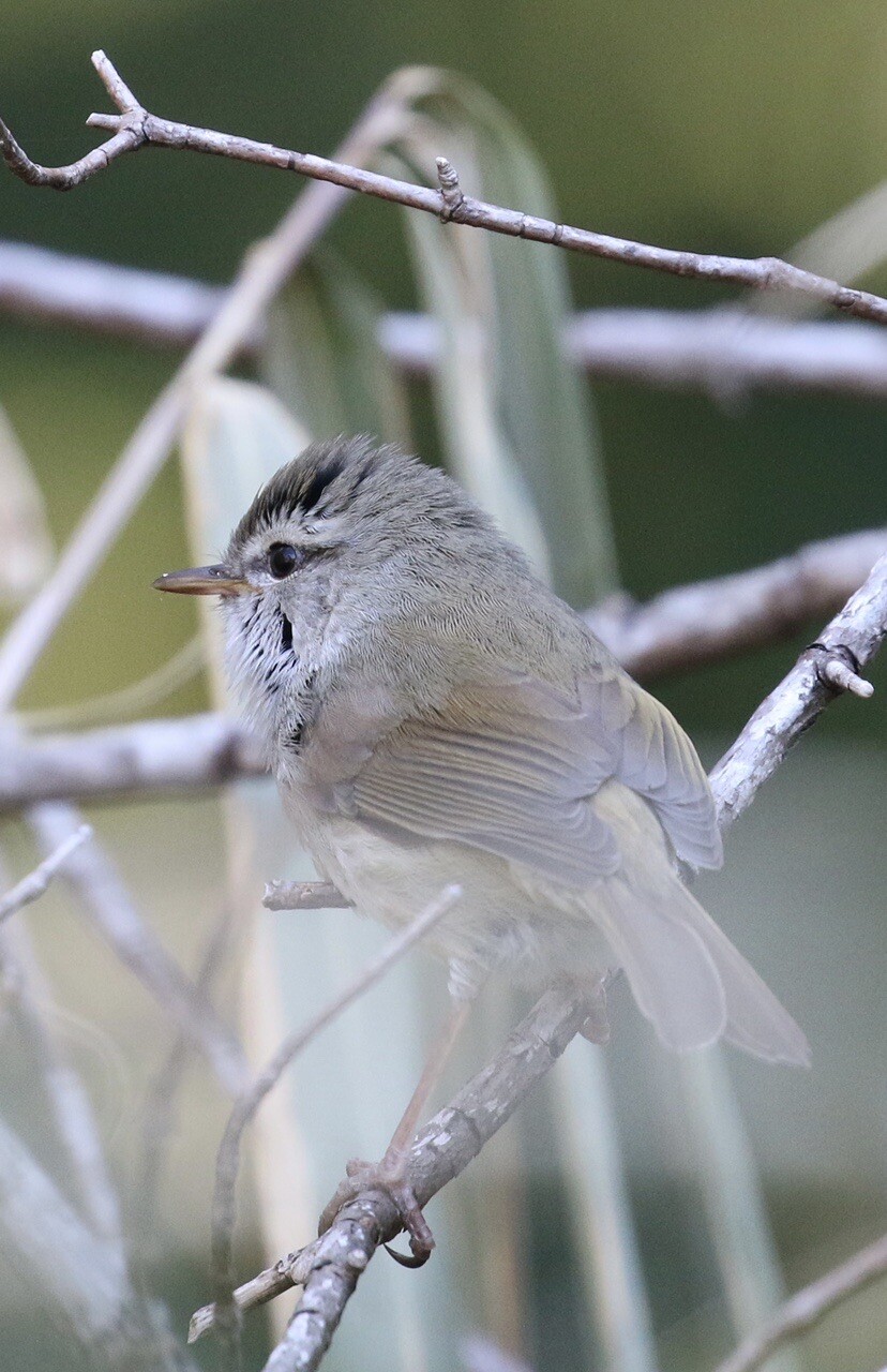 ウグイス オオルリ クロツグミ どの子も... / Rieさんのモーメント | YAMAP / ヤマップ