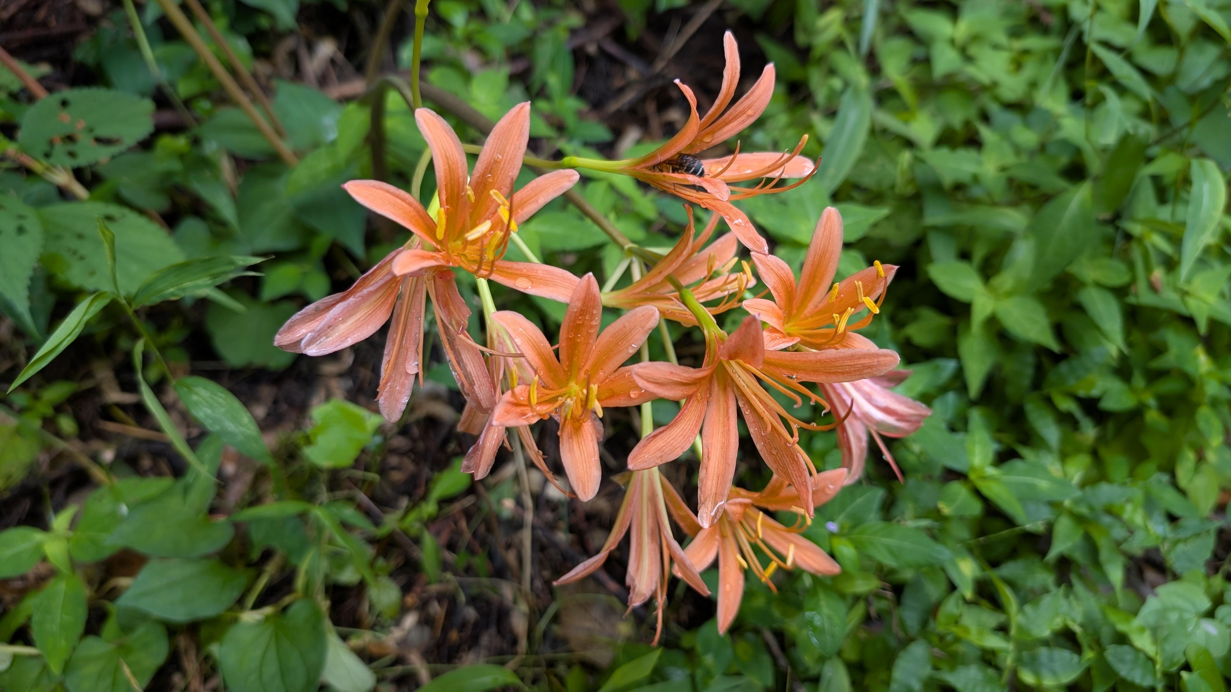 2025年8月12日・キツネノカミソリ・... / RF753さんのモーメント | YAMAP / ヤマップ