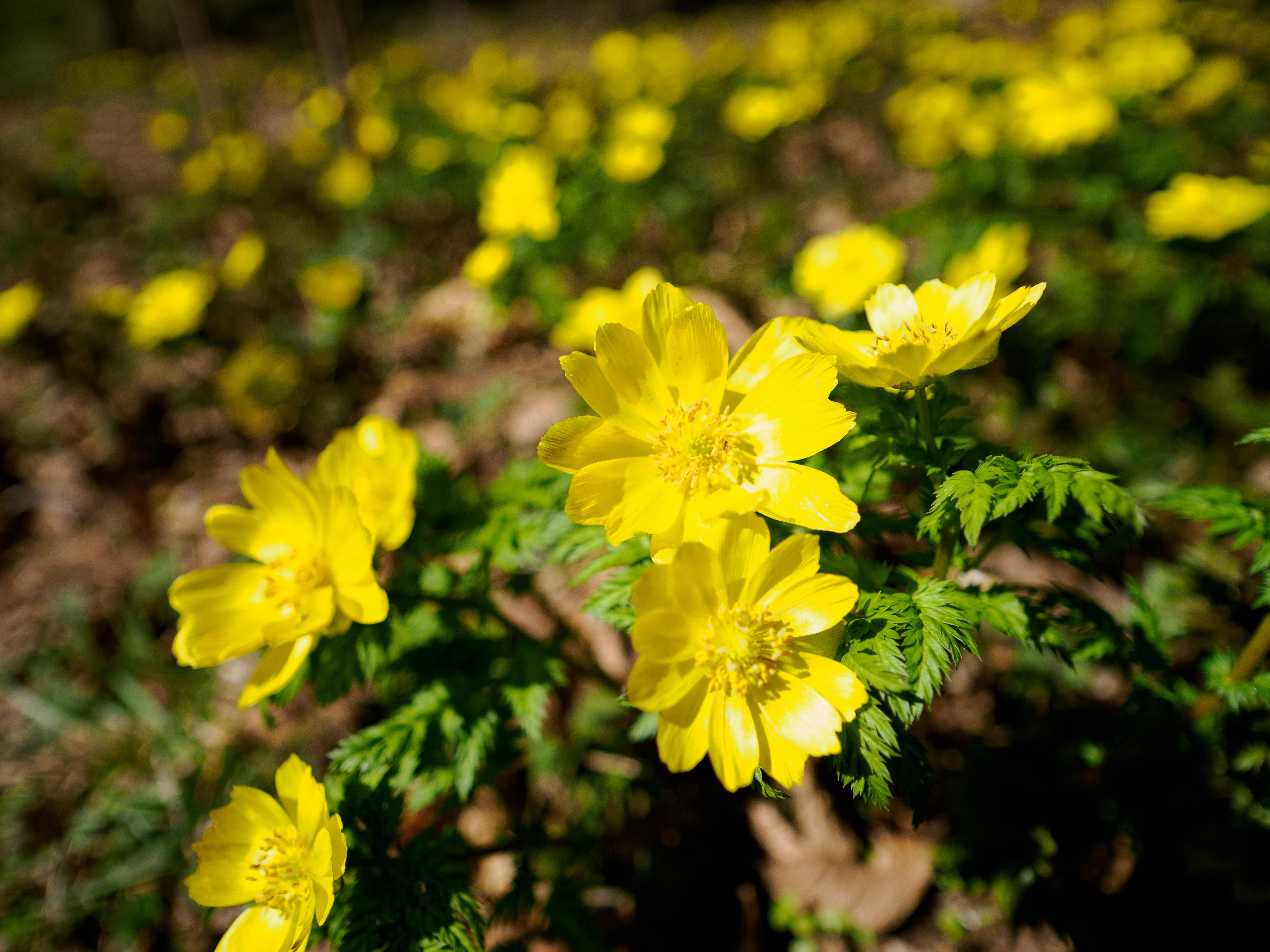 くじゅう花巡り / yotsuさんの九重山（久住山）・大船山・星生山の活動データ | YAMAP / ヤマップ