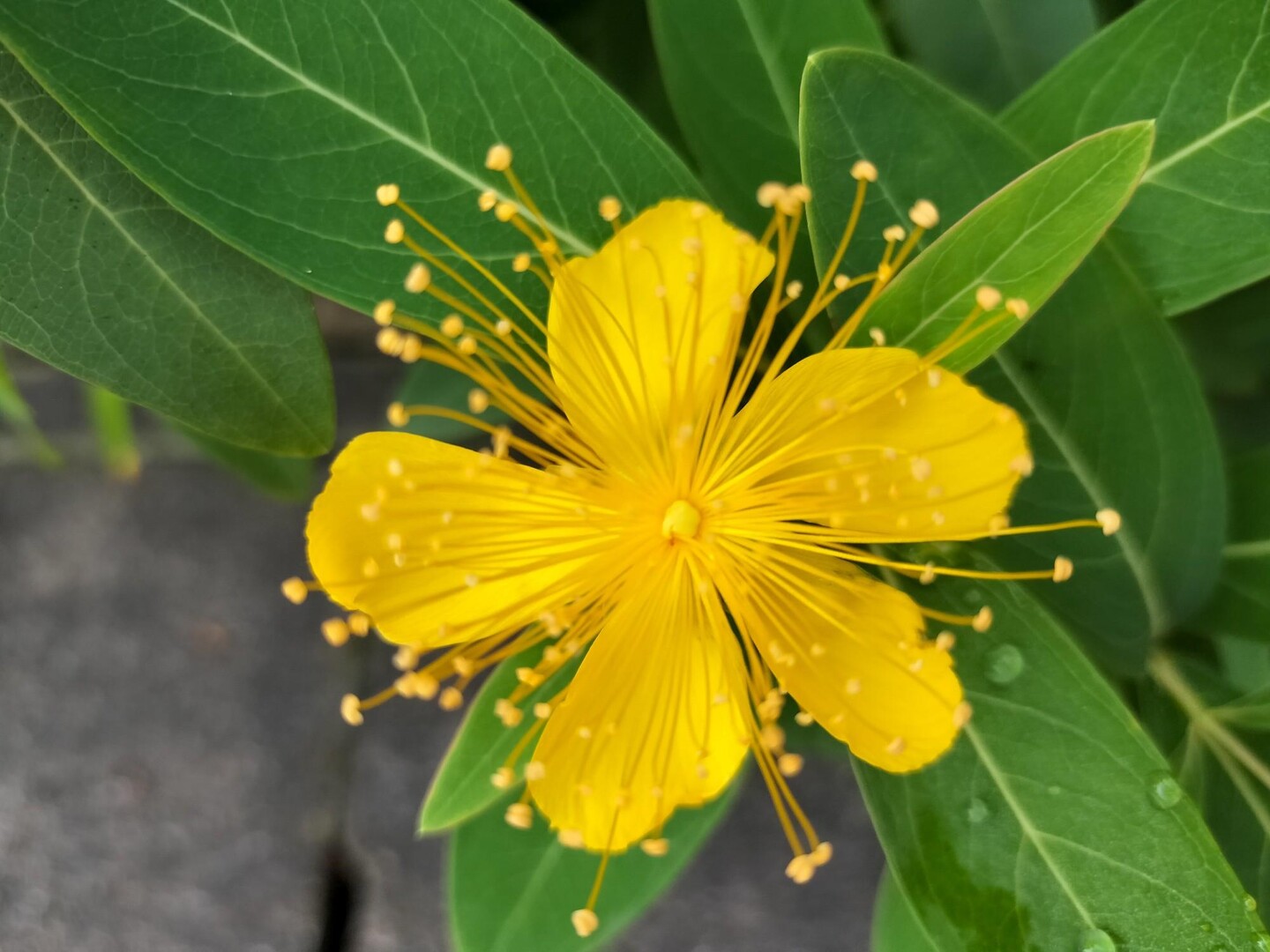 金華山 / 𝙝𝙞𝙙𝙚😶‍🌫️さんの金華山・洞山・舟伏山の活動データ | YAMAP / ヤマップ