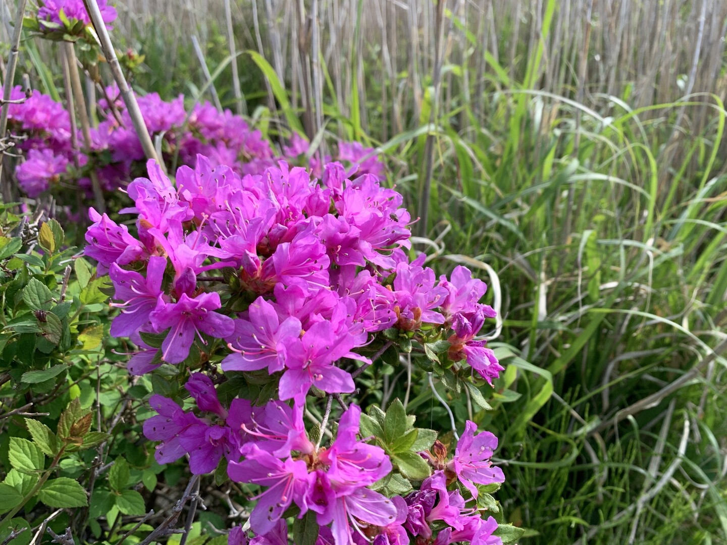 杵島岳・烏帽子岳 / Moziさんの阿蘇山・高岳・根子岳の活動データ | YAMAP / ヤマップ