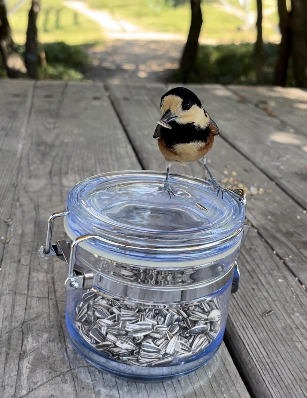 雄鷹台山 / kyoroさんの雄鷹台山の活動データ | YAMAP / ヤマップ